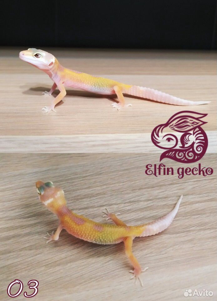 Эублефар морфы: poss raptor snake eyes