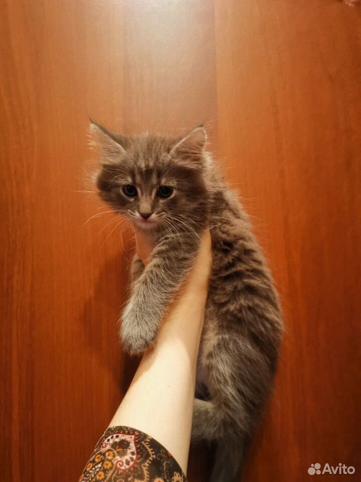 Котенок невский Маскарадный мальчик