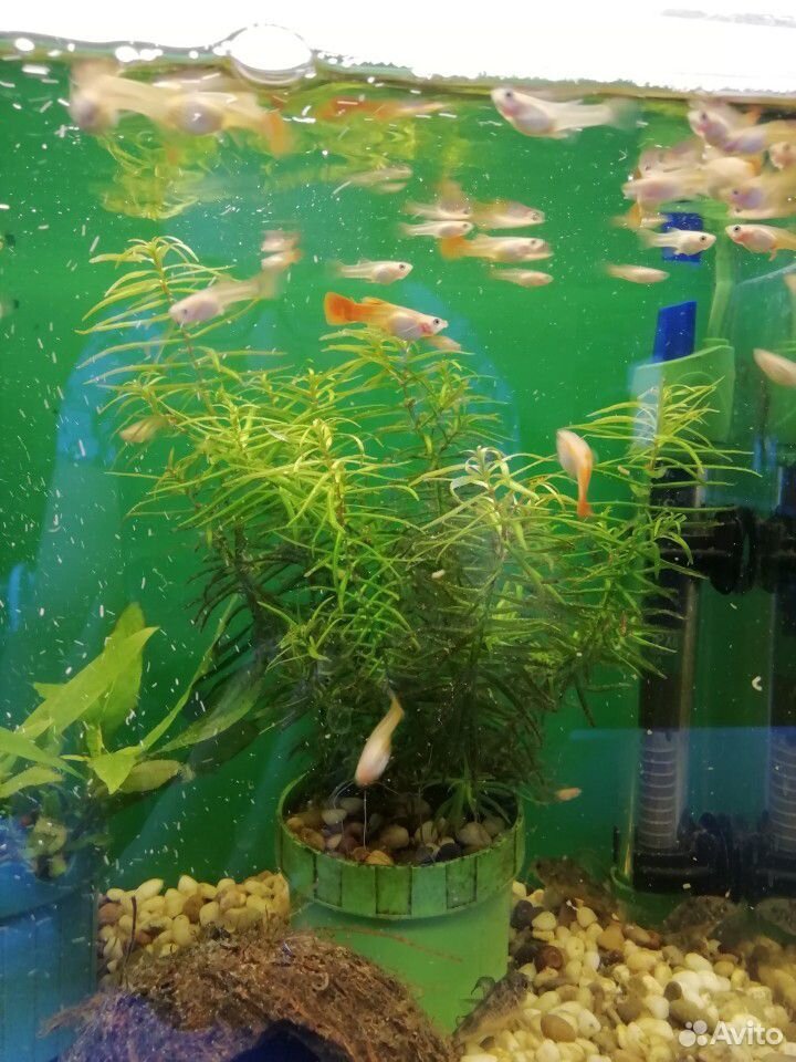 Гуппи детки