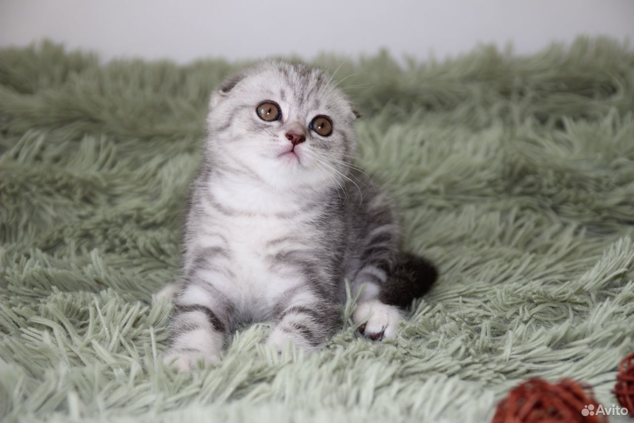Шотландский клубный котёнок