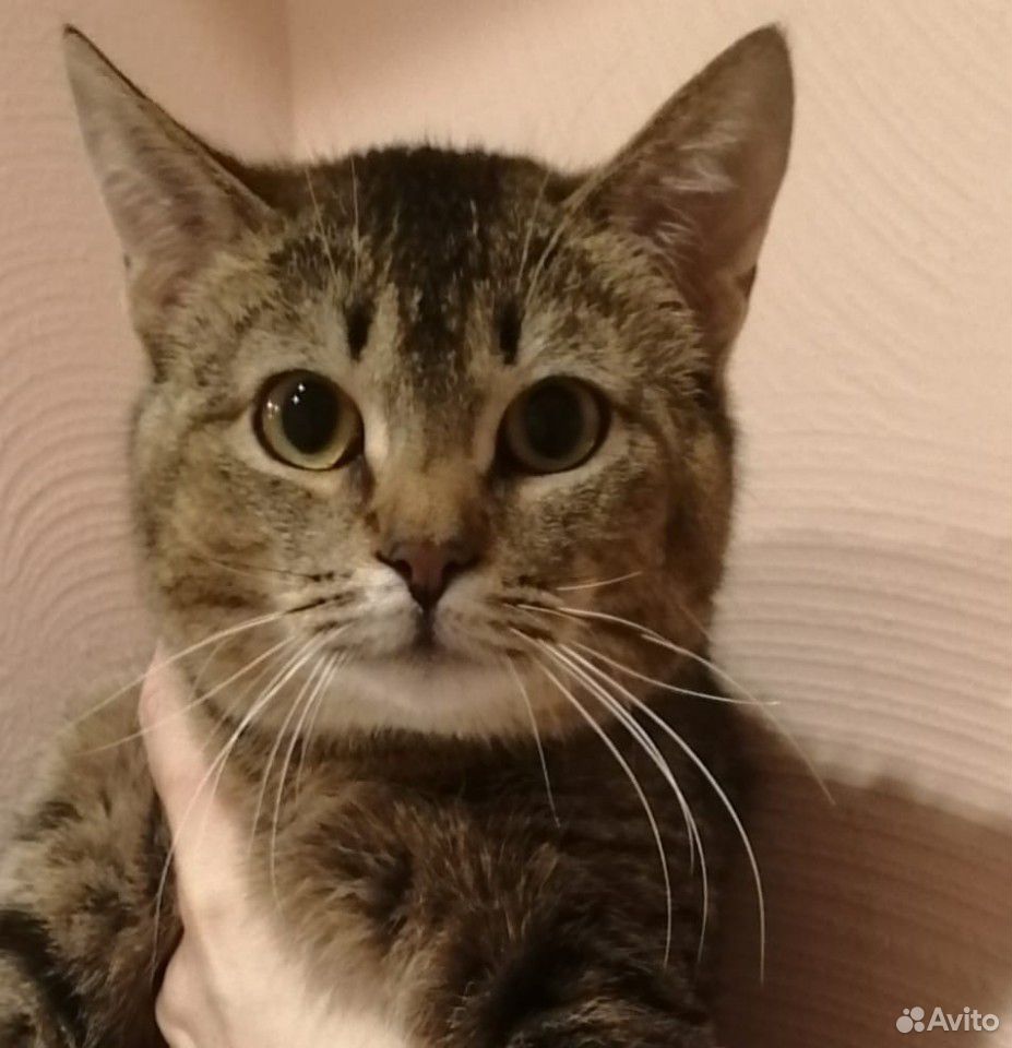 Котик в дар