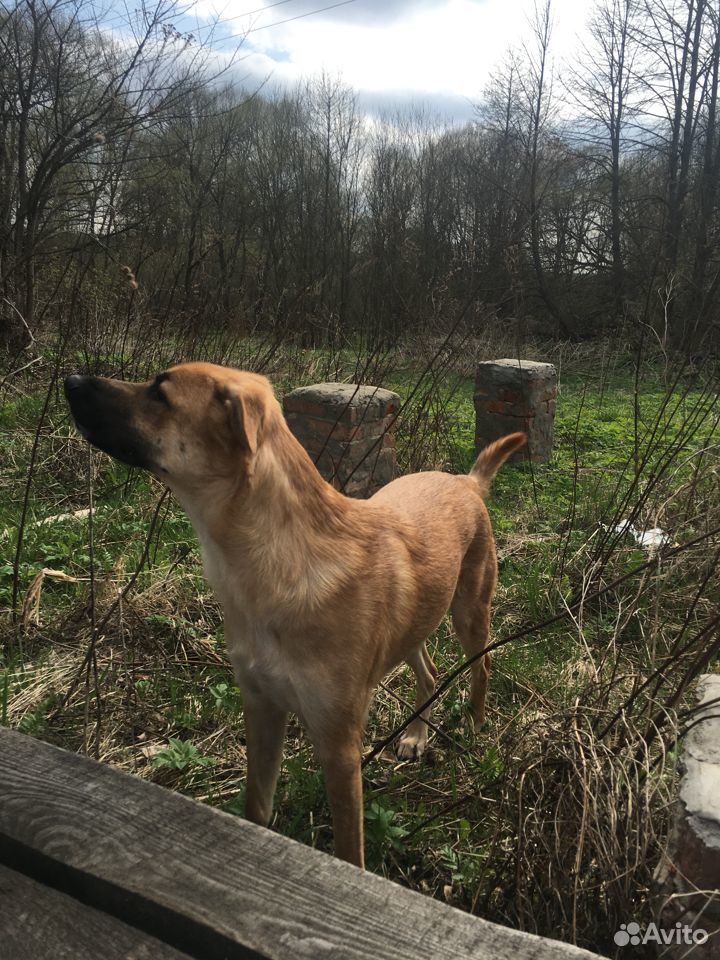 Пёс Тимур в добрые руки