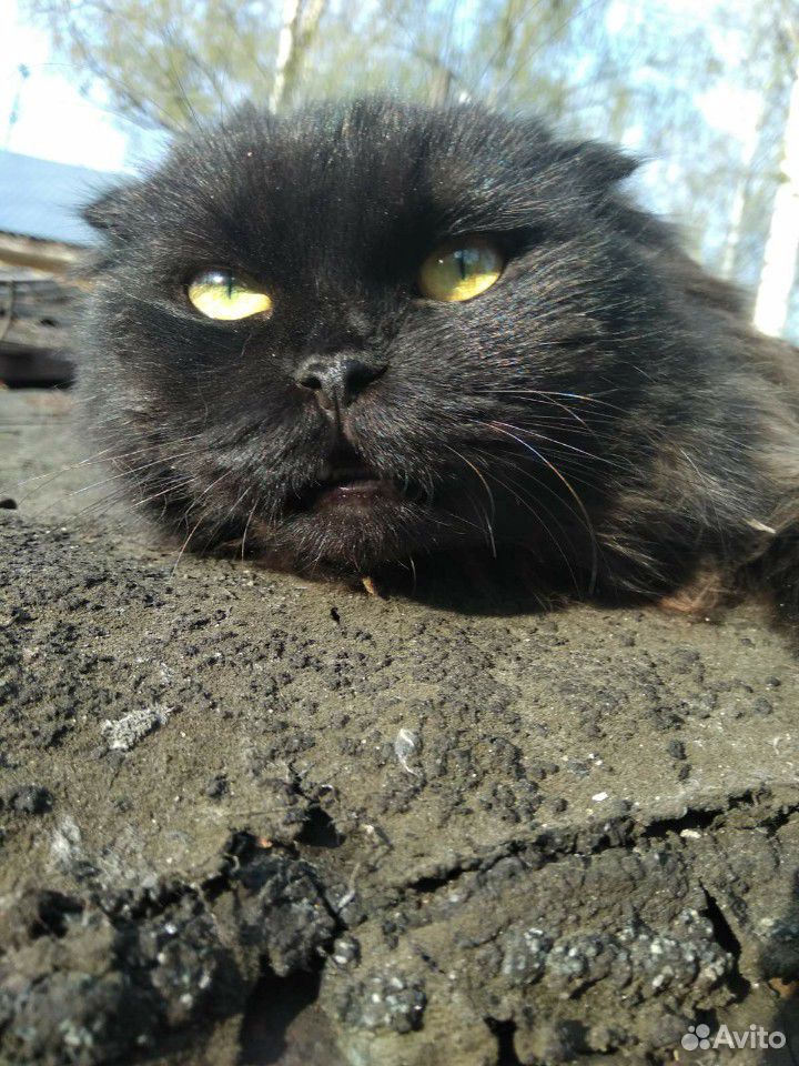 Очень вислоухая ласковая кошечка
