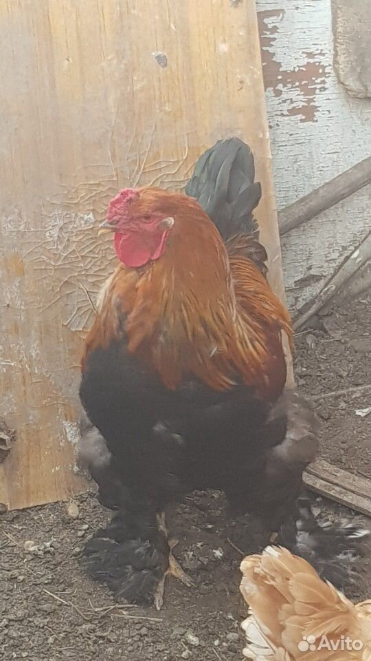 Петух Куропатчатый Брама