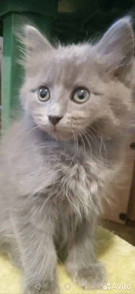 Котенок 1,5 месяца