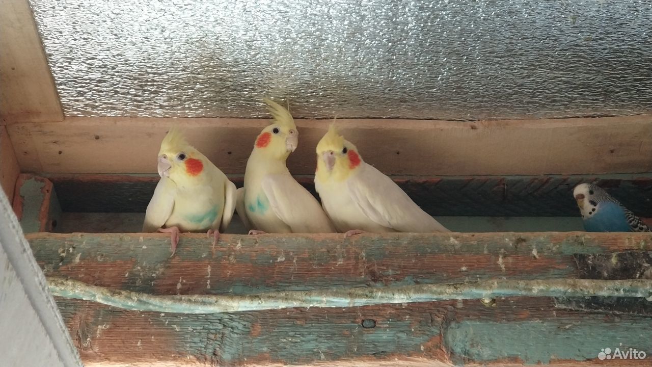 Продажа попугаев