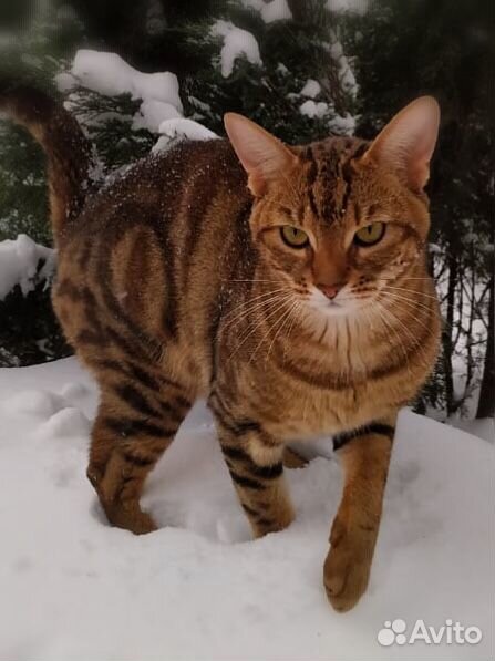 Вязка с Котом Абиссинской породы
