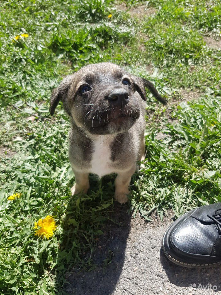 Щеночек ищет семью