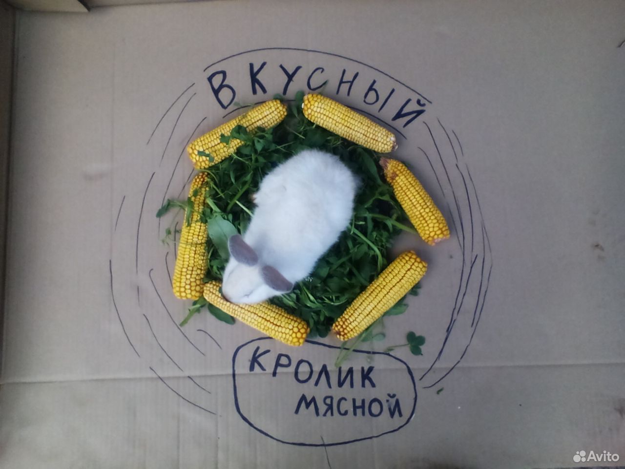 Кролики мясные (Калифорнийцы)