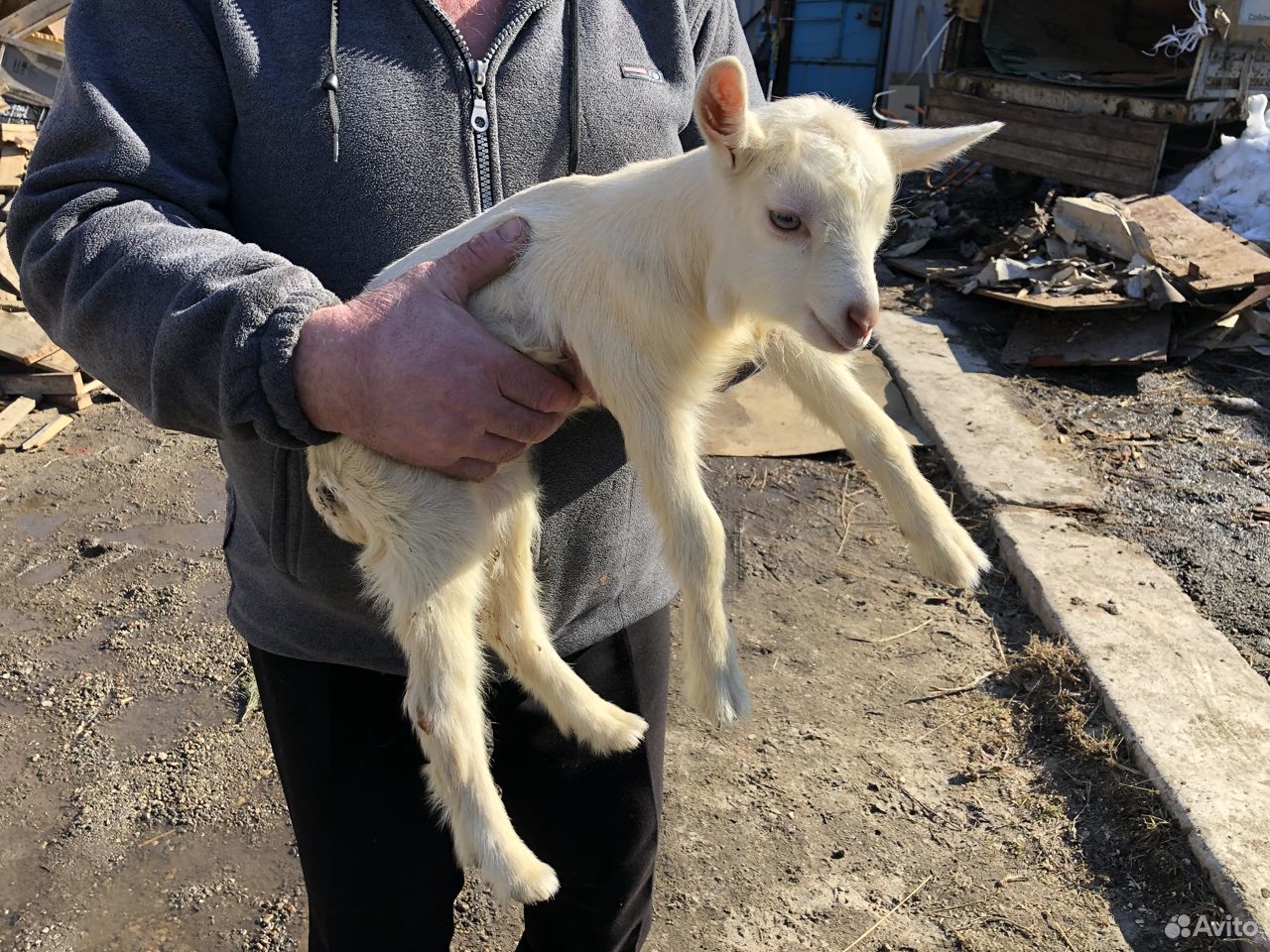 Козёл чешский