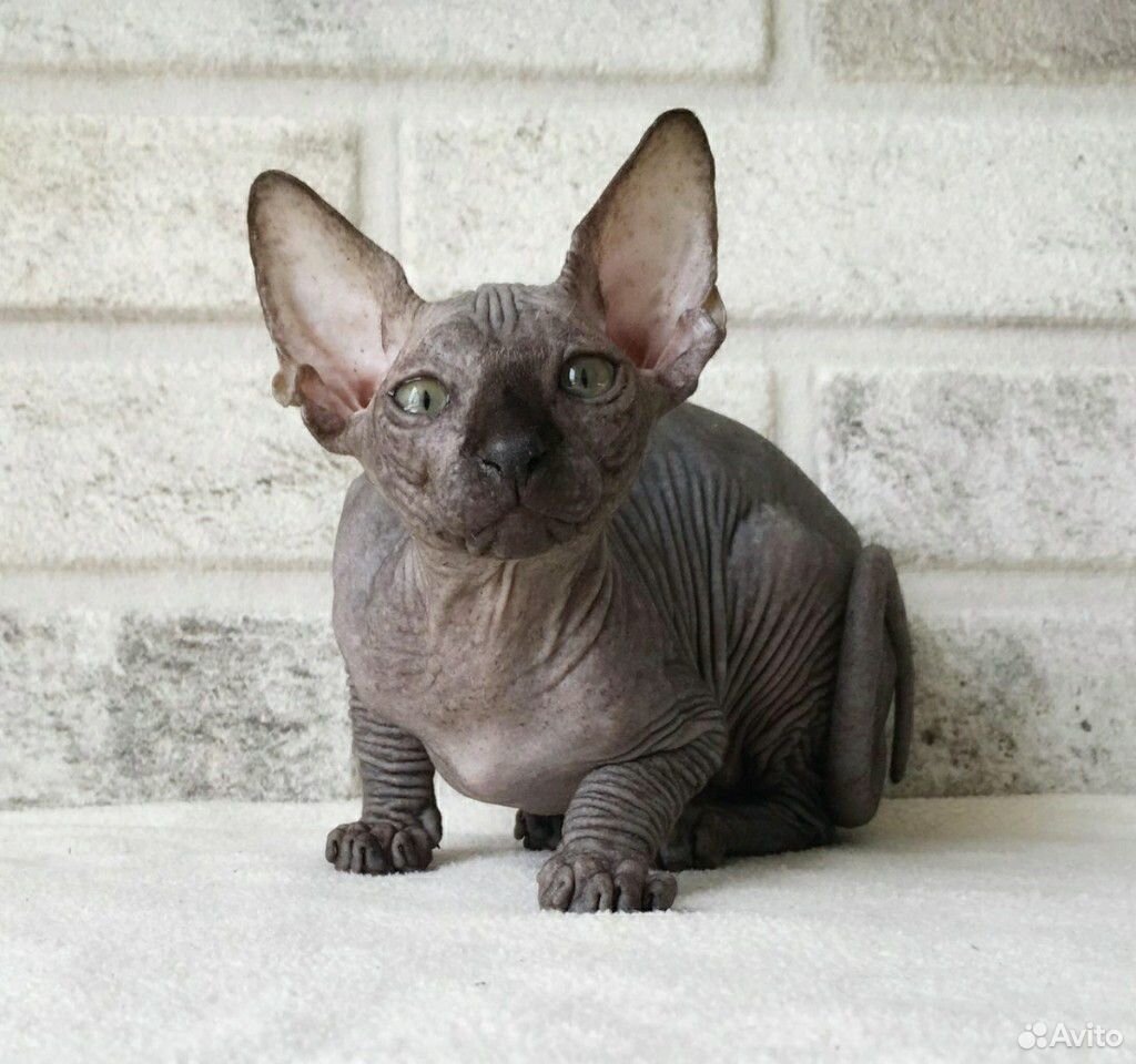 Канадский сфинкс