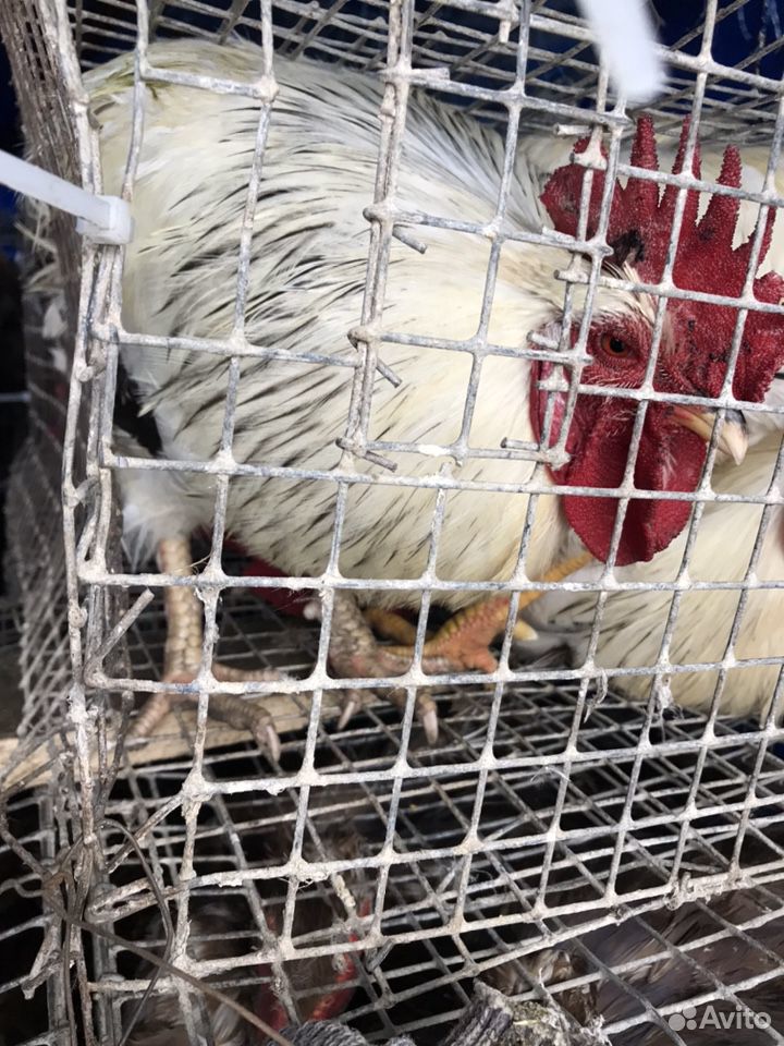 Домашние Куры,Утки,Петухи,Индоутки