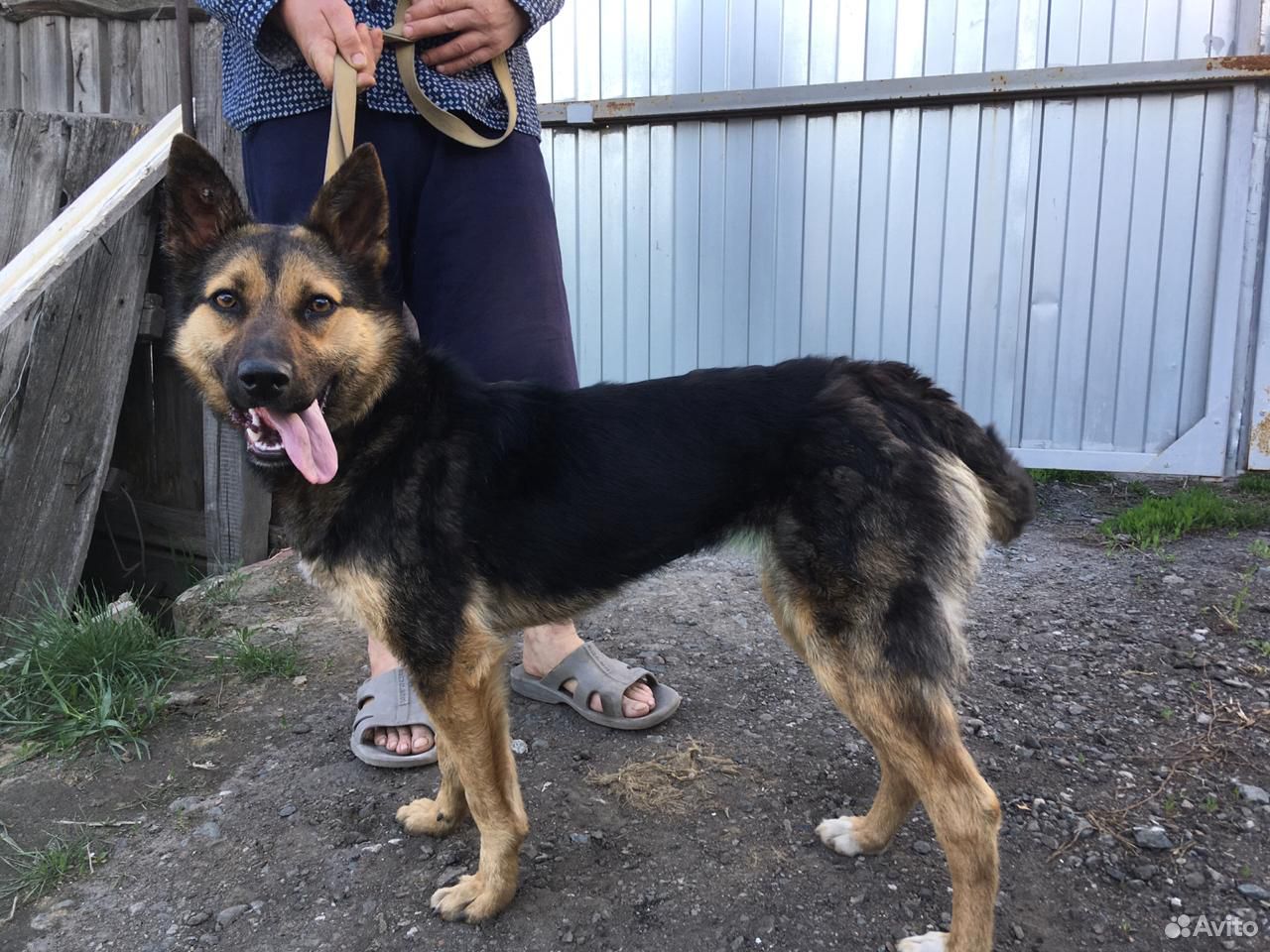 Нора, отличная охранница