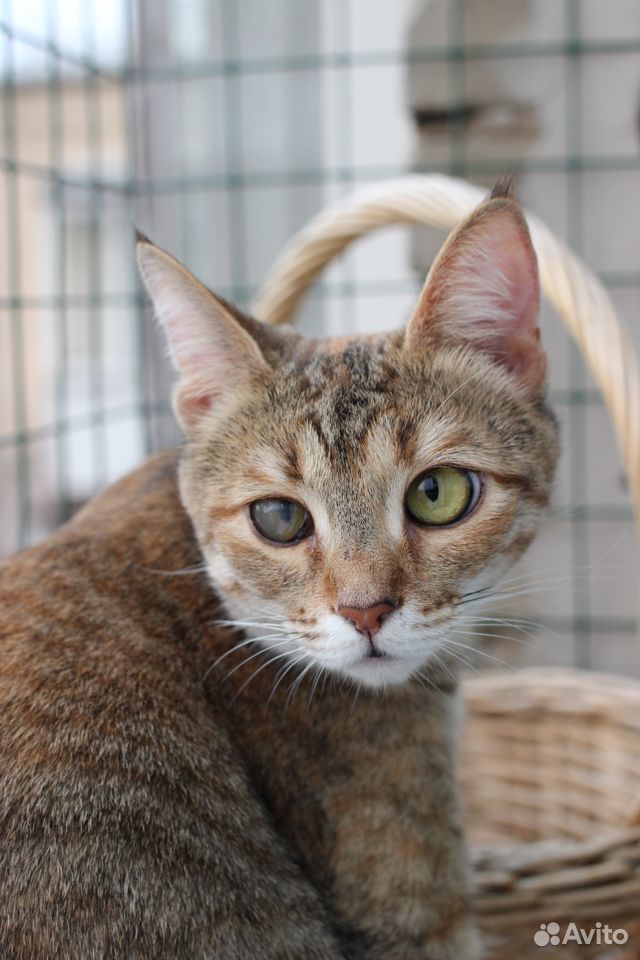 Кошечка-Птичка