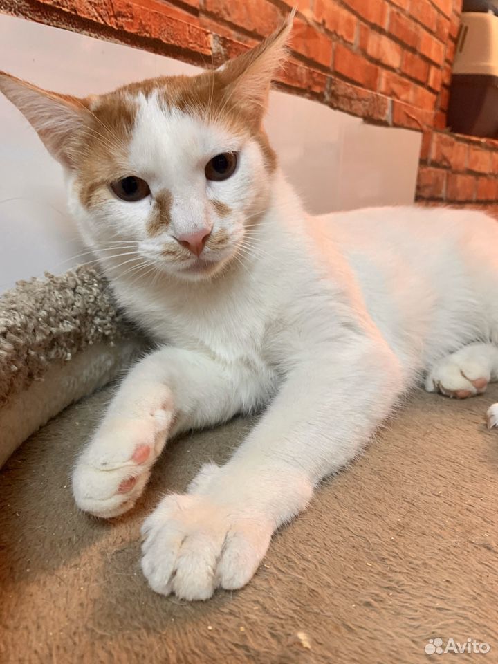 Котёнок Лев 9 мес ищет дом