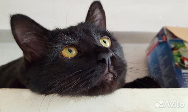 Кот кактус