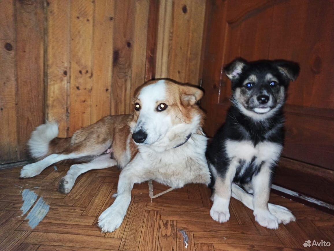 Щенок в дар в добрые руки