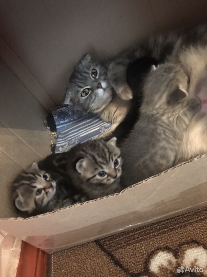 Котята бесплатно от вислоухой кошки