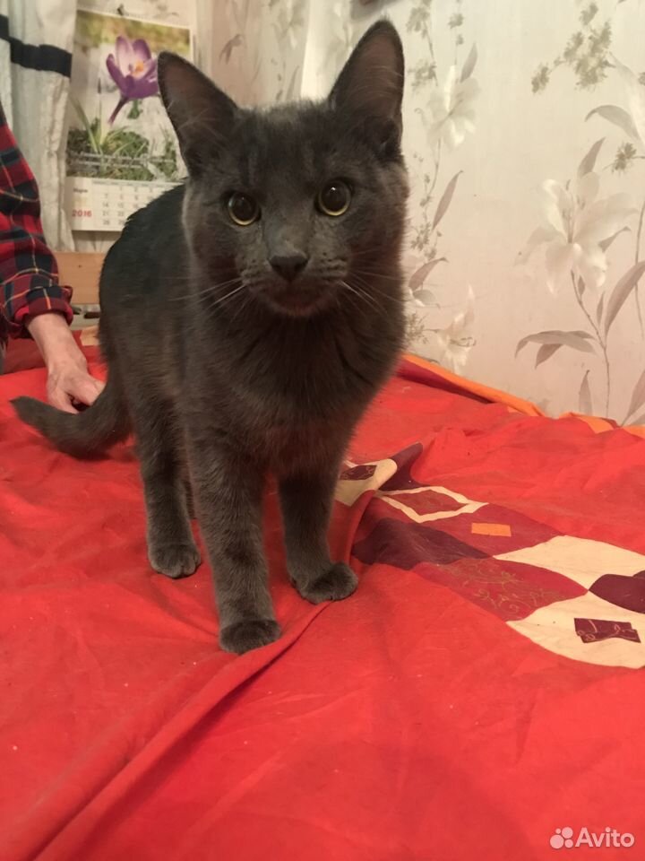 Отдам кота по имени «Соломон»