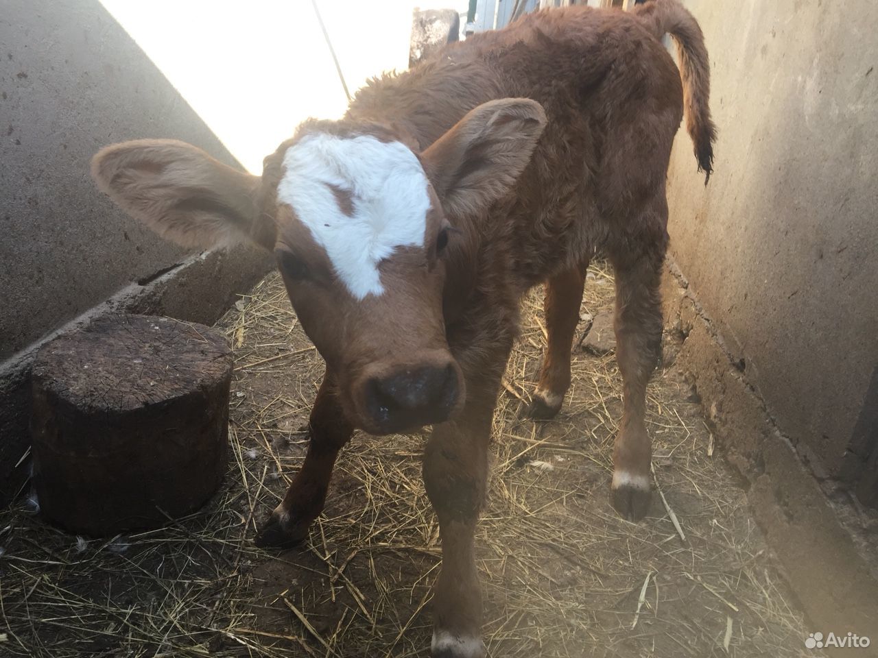 Телята двух недельные