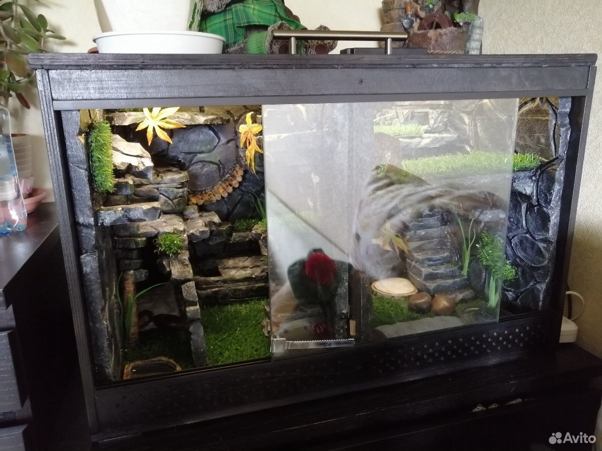 Террариум с двумя эублефарами