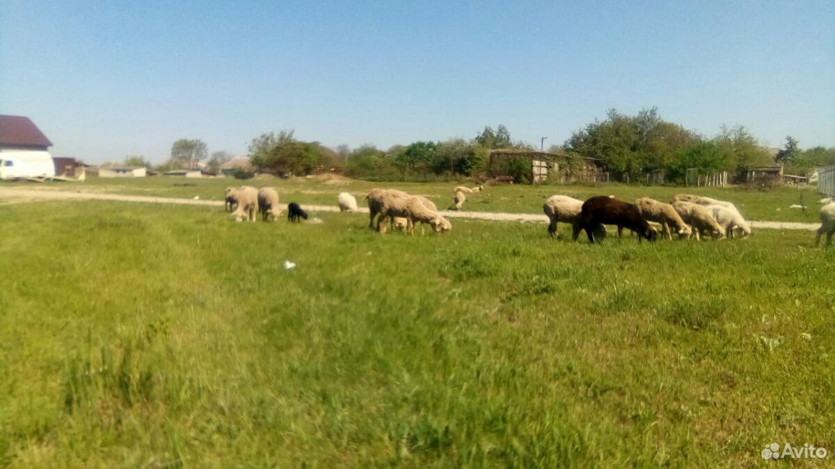 Овцы на развод