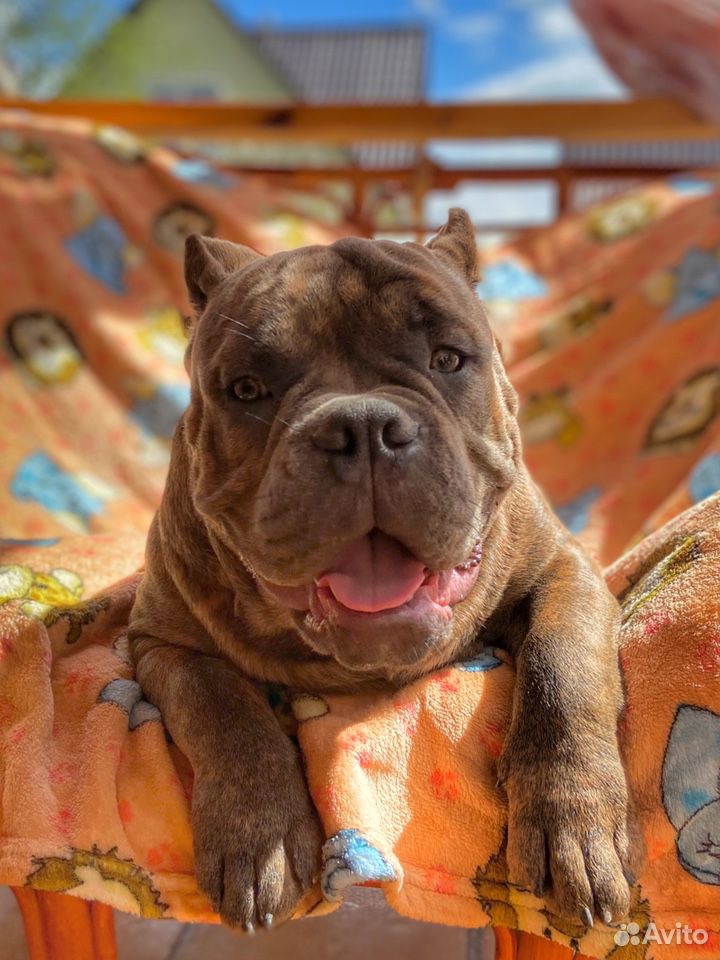 Мальчик Американского булли