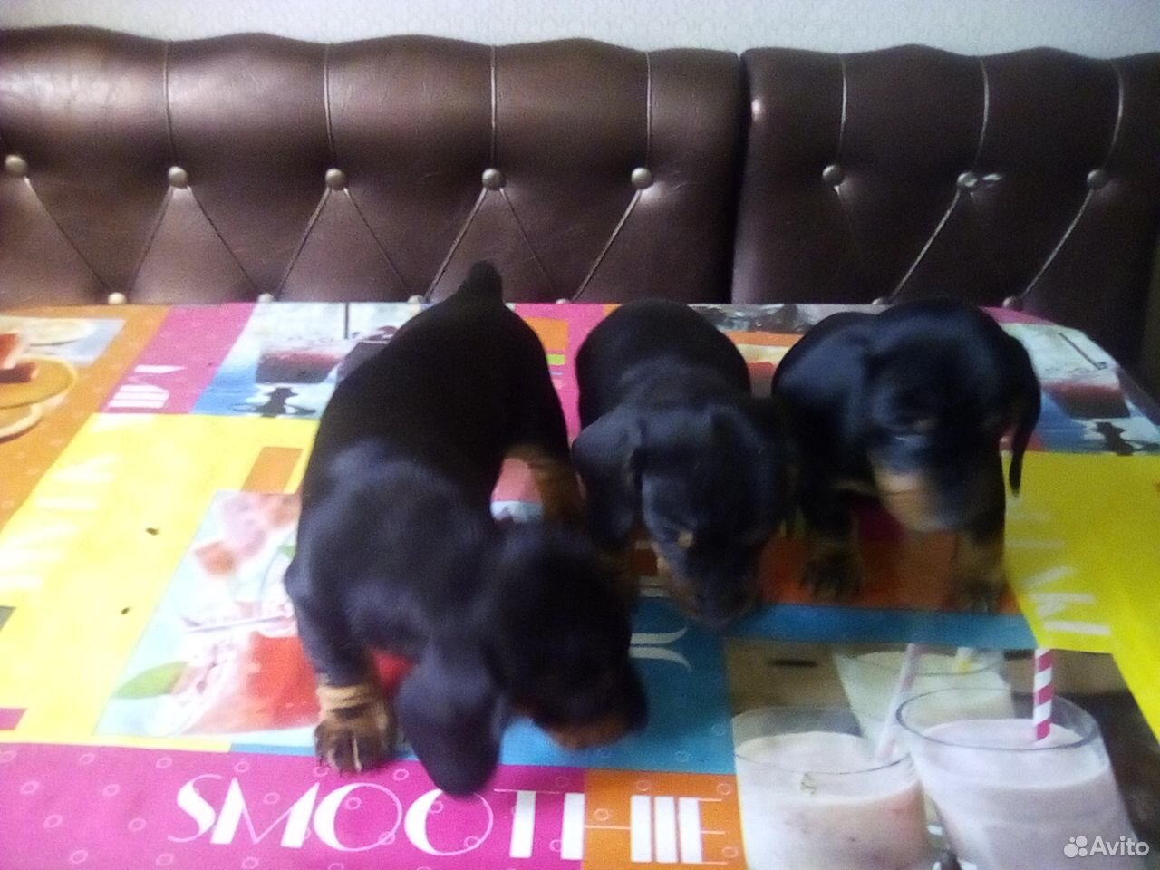 Щенки таксы