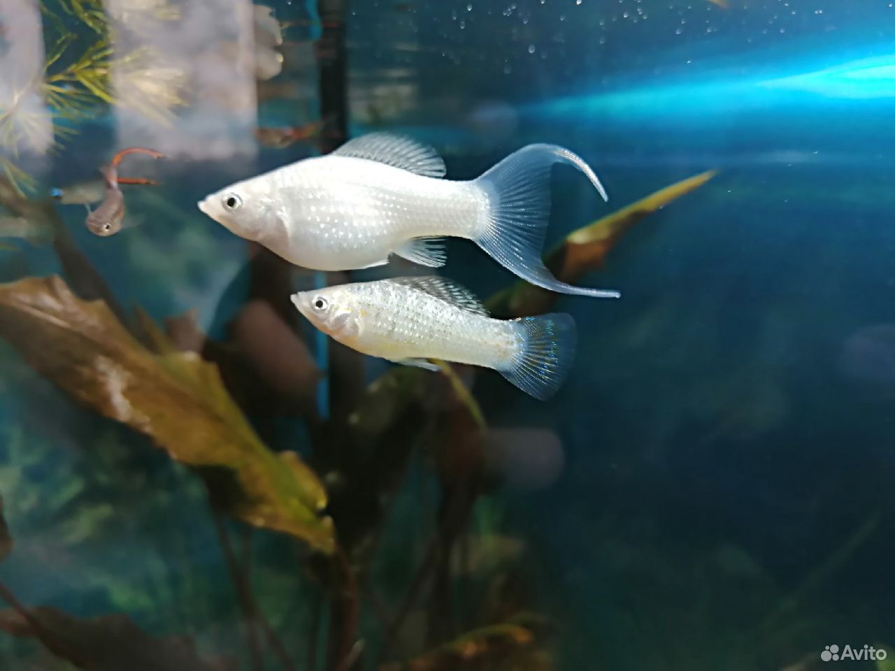 Пара белых моллинезий снежинок