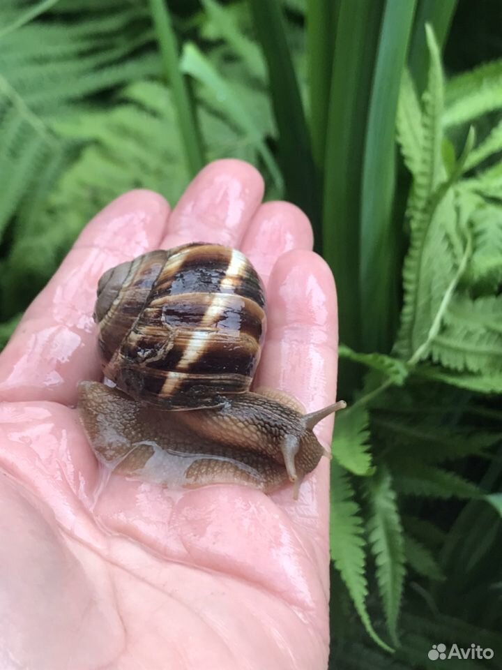 Улитка виноградная
