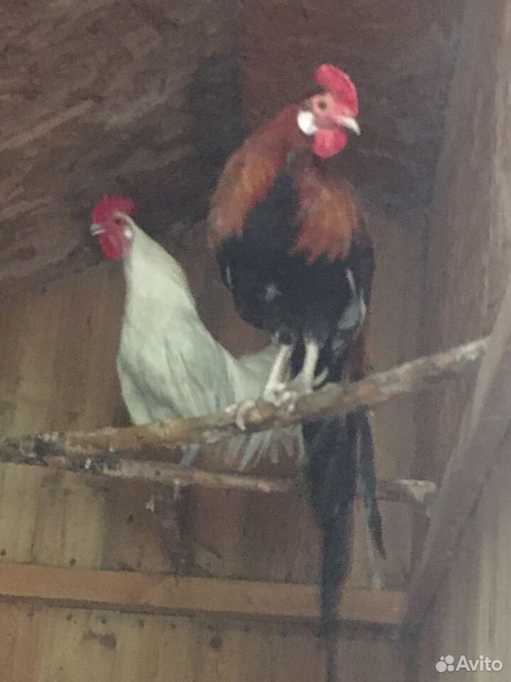 Петухи и куры феникс япония