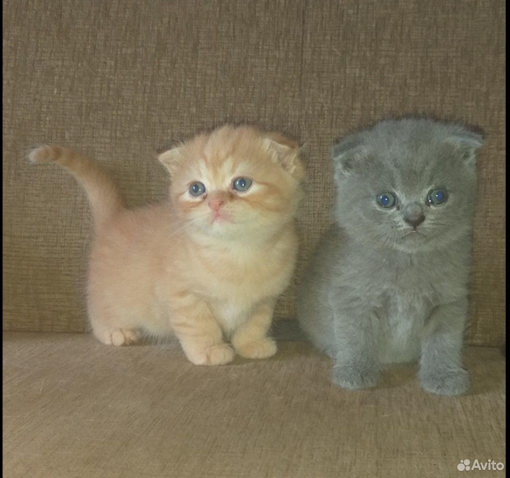 Шотландская