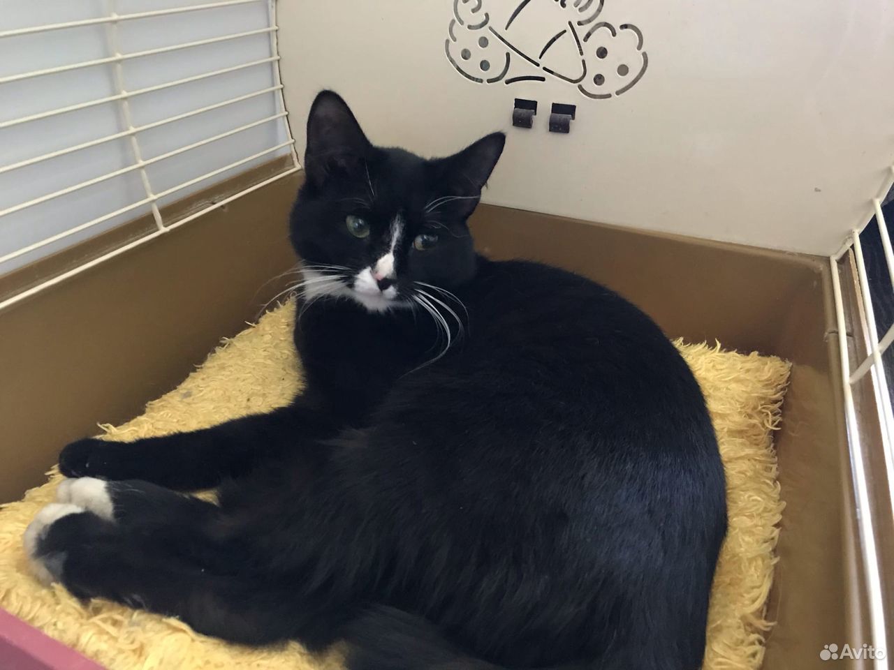 Красавица - Дуся - ищет дом