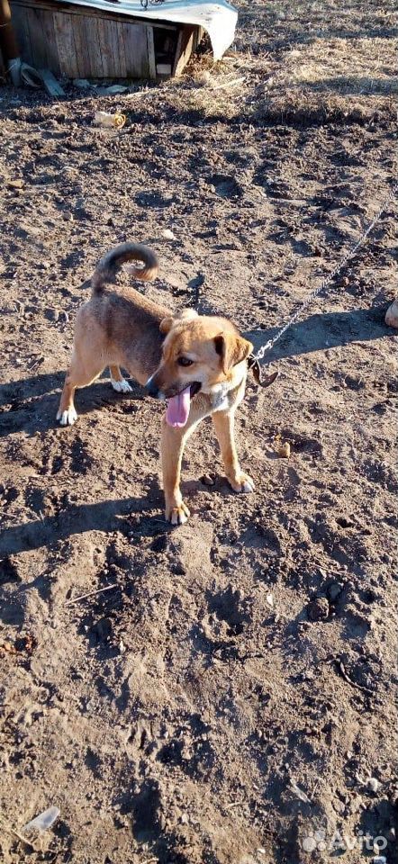 Щенок Собака бесплатно в дар в добрые руки SOS ище