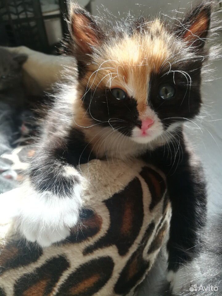 Кошечка