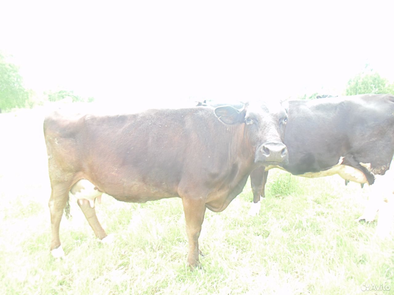 Продажа коровы