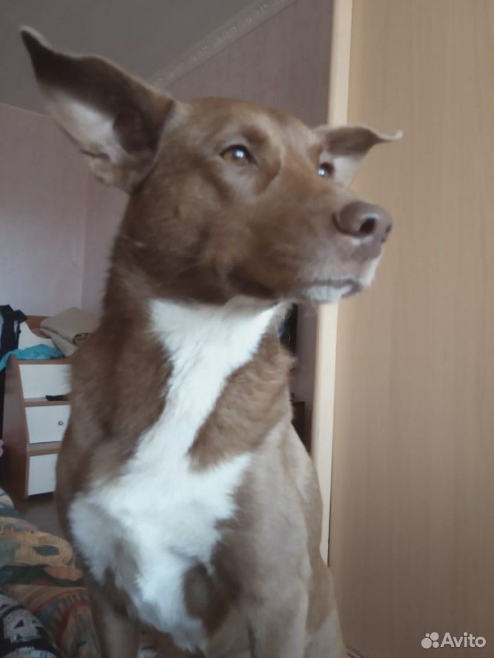 Собака