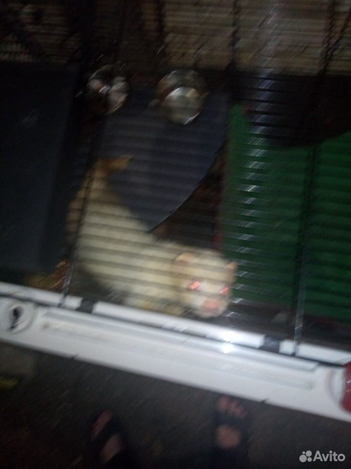 Хорёк альбинос. вязка