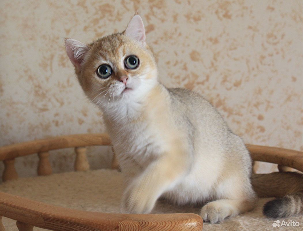 Шрек - сказочный котик