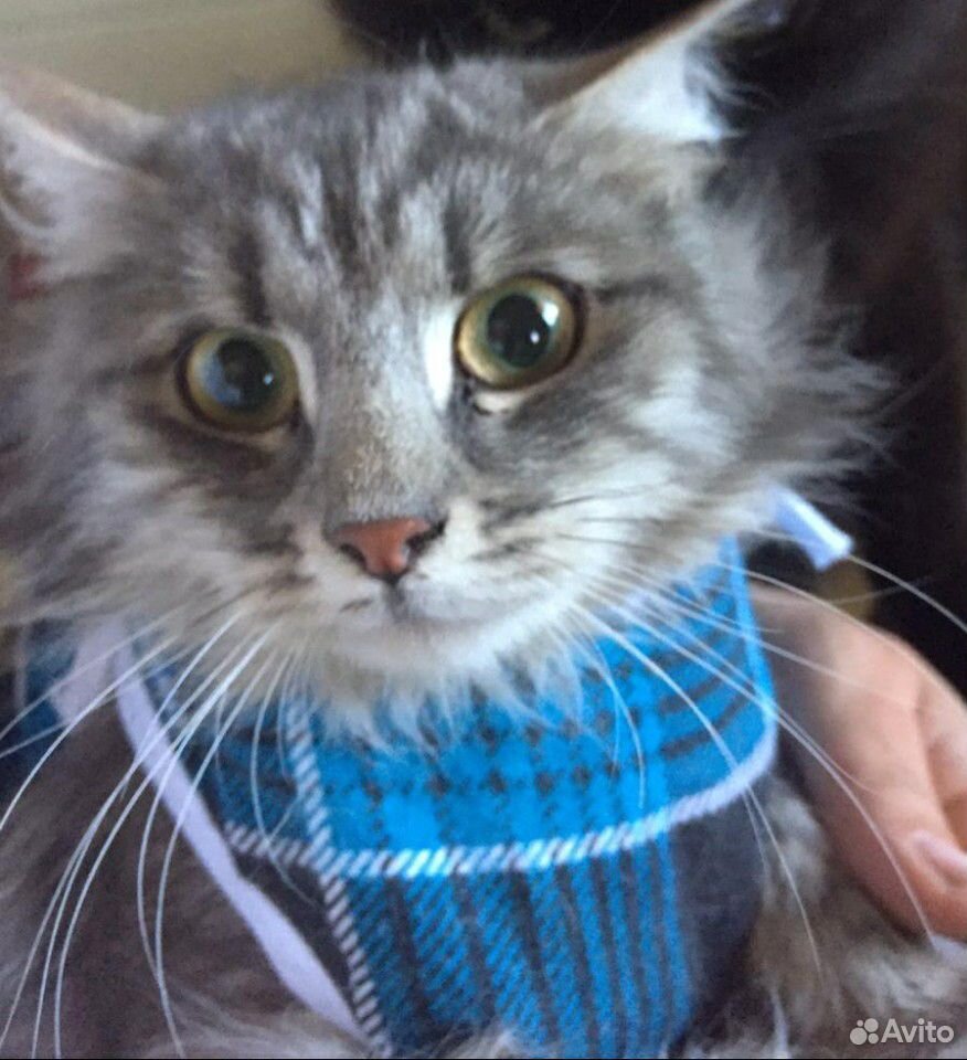 Пушистая дымчатая кошечка ищет дом