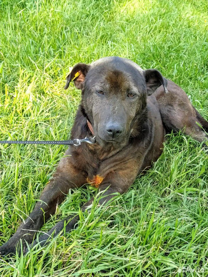 Добрый пёс Мишка ищет хозяина