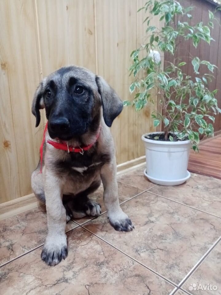 Щенок девочка, крупная