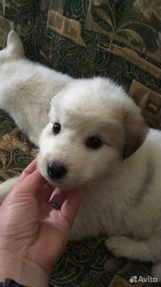 Щенки в добрые руки