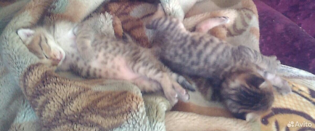 Котёночек-полосатик