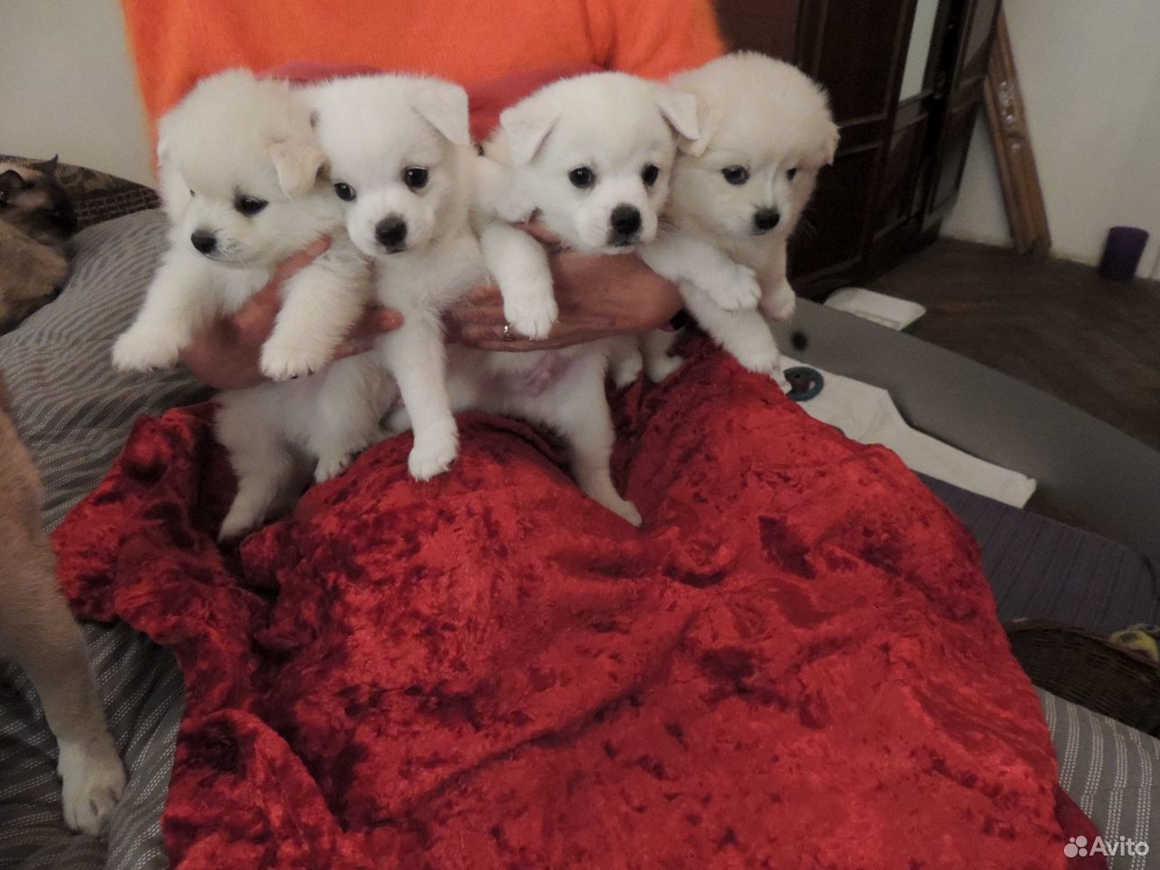 Щенки