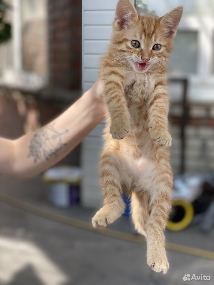 Котёнок солнышко