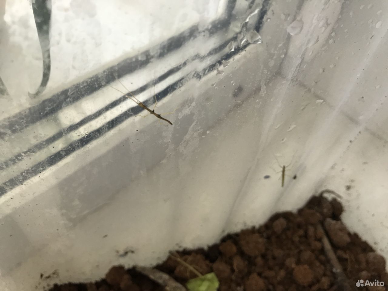 Маленькие палочники