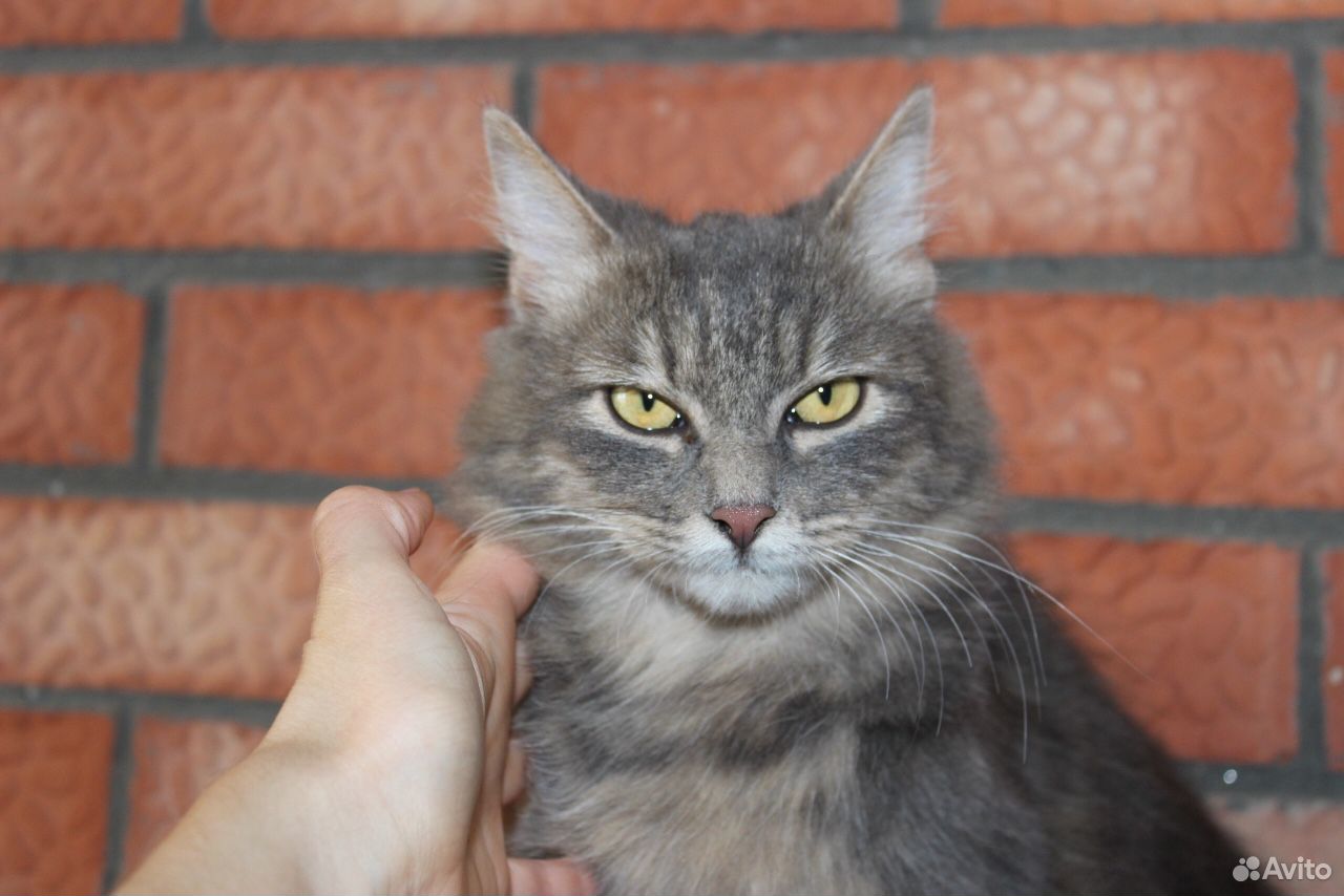 Кошка Мышка