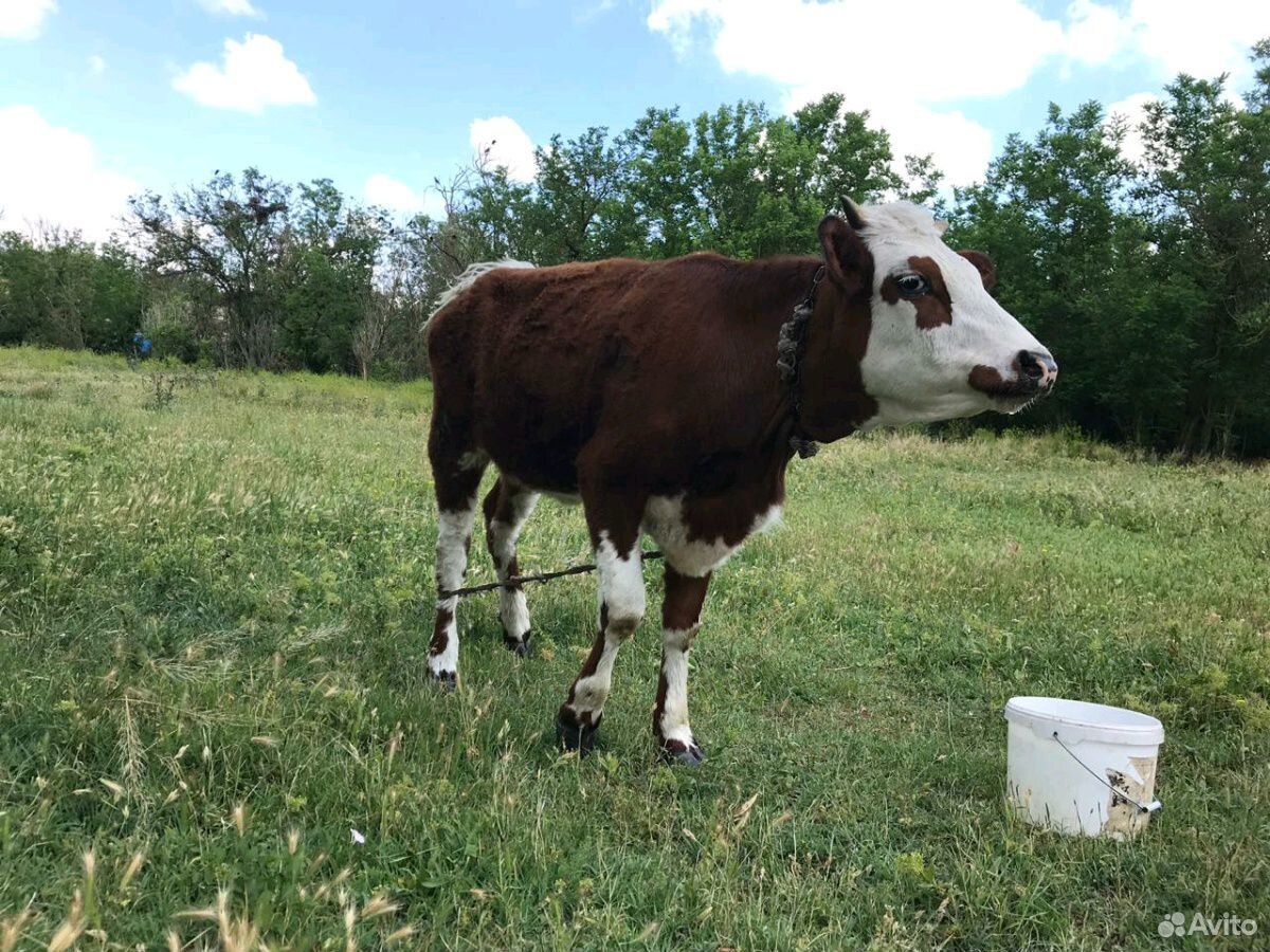 Тёлка годовалая