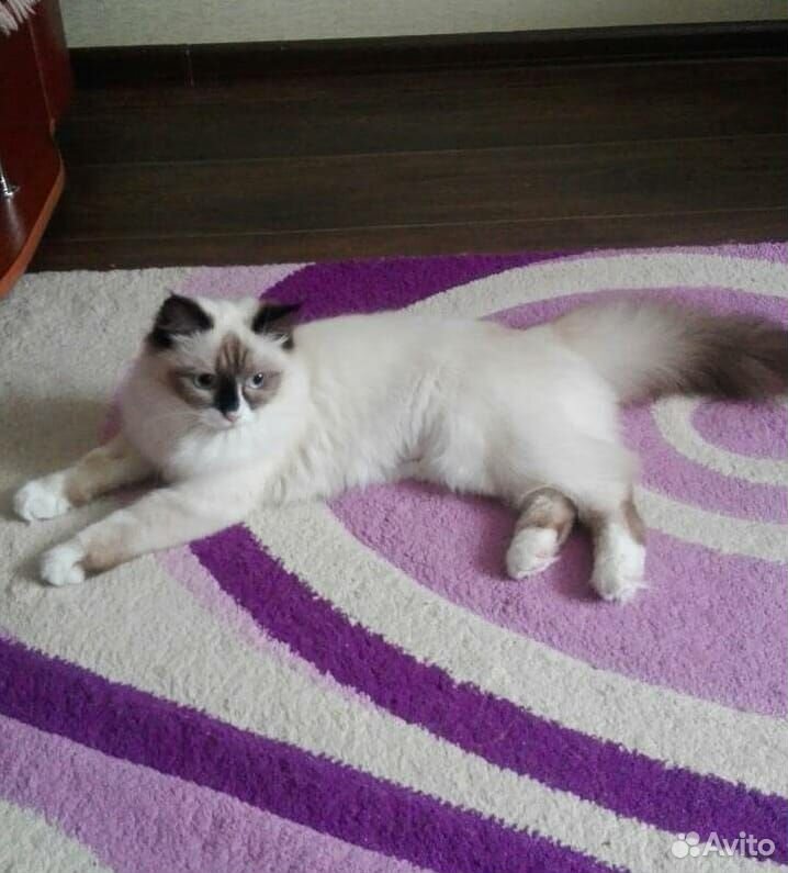 Кот 9 недель колорпоинт